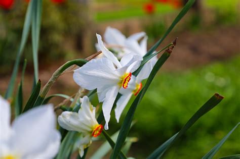 밝은 노란색과 주황색 중심을 가진 흰색 수선화가 정원에 피는 그룹입니다 꽃에는 밝은 주황색 테두리가 있는 주름진 노란색 코로나를