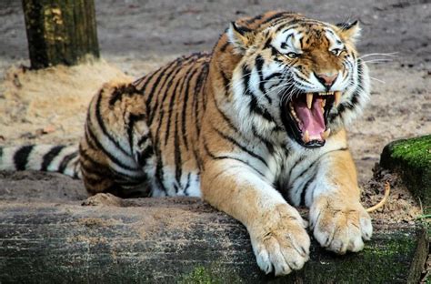 Tigre Características Hábitat Alimentación Reproducción Información