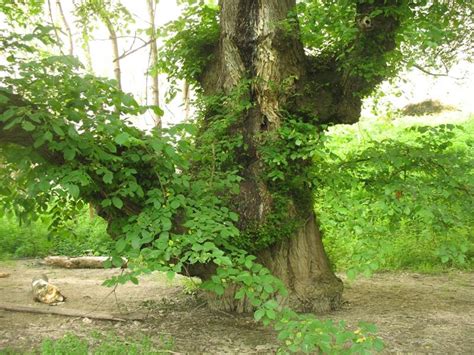 Красотата на ПП Русенски Лом