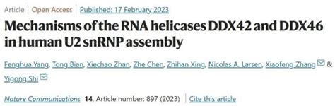 2023年第3篇！西湖大学施一公团队揭秘三种rna解旋酶作用机制，并提供癌症突变机制新见解 腾讯新闻