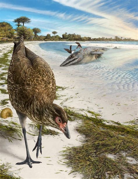 Wonderchicken Oldest Bird Fossil Discovered