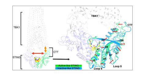 Loops Mediate Agonist Induced Activation Of The Stimulator Of
