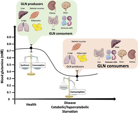 Glutamine Metabolism And Optimal Immune And Cns Function Proceedings