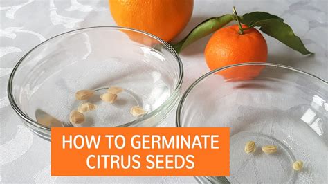 Mandarin Oranges Have Seeds At Brooke Wells Blog