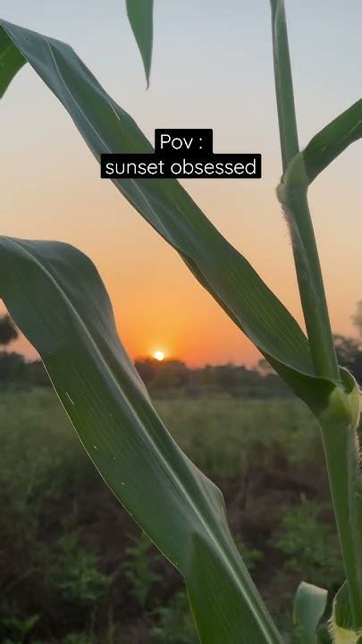 Sunset Lover 🫶🏻 Shortsfeed Shortsyoutubeshorts Subsettrending
