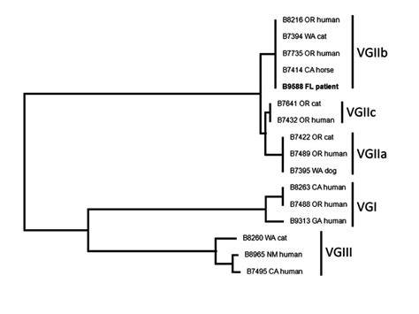 Cryptococcus Gattii Florida Usa 2011 Pmc