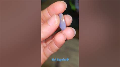 නිල් මලුක්කම ගල පෙන්ඩනයක් සඳහා සුදුසු වේ Youtube