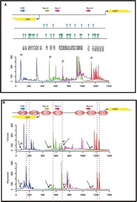 Mnase Accessibility Assay Of The A Nidulans Niia Niad Locus Employing Download High