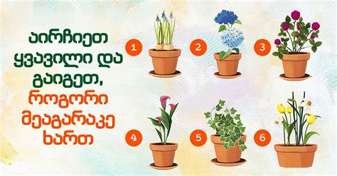 აირჩიეთ ერთი ყვავილი და გაიგეთ როგორი მეაგარაკე ხართ სინამდვილეში რჩევები ვივიენისგან