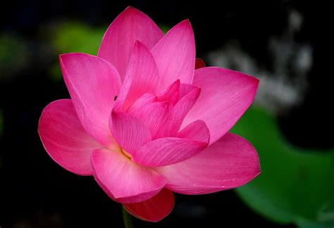 Lotus Fleur De Photo Gratuite Sur Pixabay Pixabay