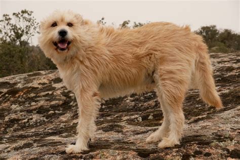 Know The Top Ten Dutch Dog Breeds In 2023 Woof Blankets