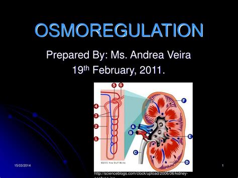 Ppt Osmoregulation Powerpoint Presentation Free Download Id 496034