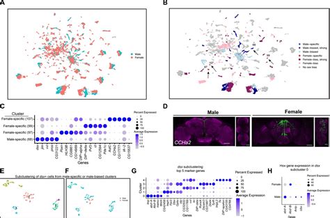 Figures And Data In Single Cell Transcriptome Profiles Of Drosophila Fruitless Expressing