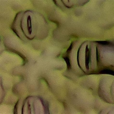 Stomata Cells Fsod Fmjz Object Detection Dataset By Rf100vltemp