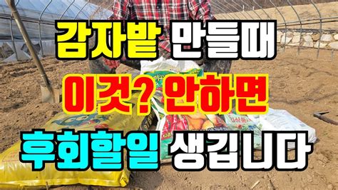 감자밭 밑거름 넣을때 이것은 꼭 넣어주세요 잊으면 감자농사 망해요 Youtube