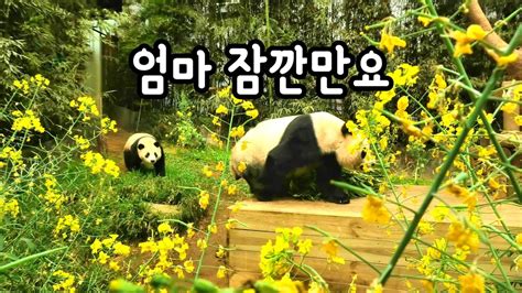 푸바오 한발 늦었다 난 손오공 울 엄마는 삼장법사 Youtube