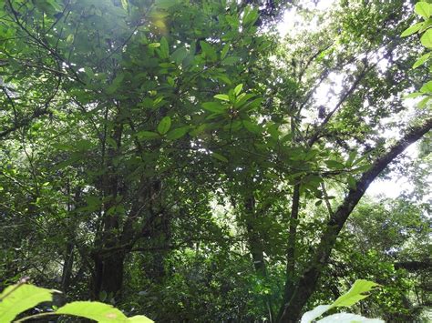 Jaguey Blanco Search Native Plant Hub