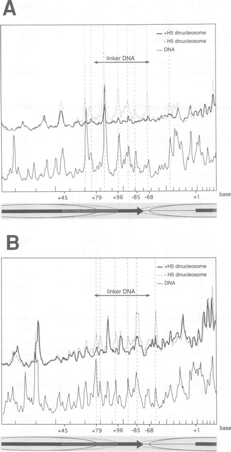 Densitometric Scans Of Dnase I Cleavage Of 5s Dinucle Complexes Before