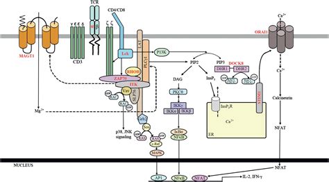 Primary Defects Of Cellular Immunity Clinical Tree