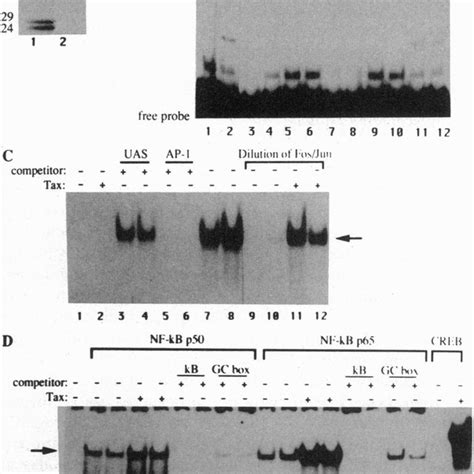 Tax Enhances The Dna Binding Activity Of The Redoxinsensitive Fos Jun Download Scientific