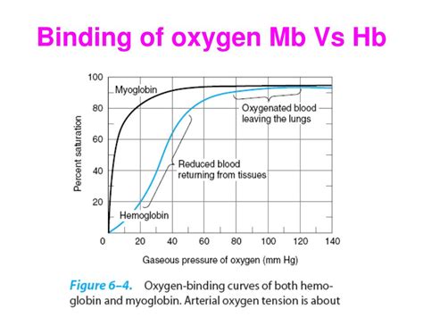 Ppt Hemoglobin Metabolism And Diseases Of Hemoglobin Powerpoint
