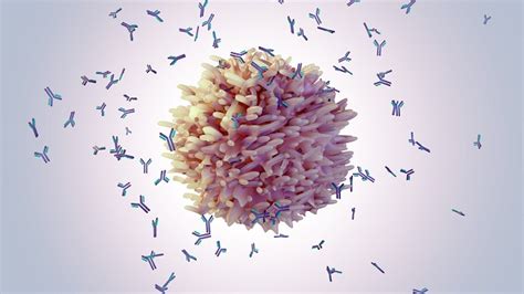 Glucose Metabolism Influences B Cell Function Vumc News