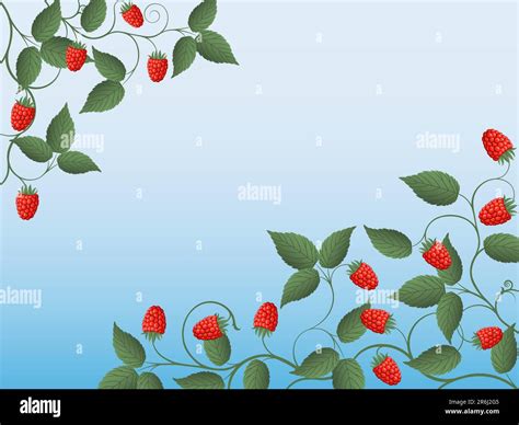 Floral Background With A Raspberry Vector Illustration Stock Vector Image And Art Alamy