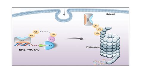Protac Degrader Of Estrogen Receptor α Targeting Dna Binding Domain In Breast Cancer Acs