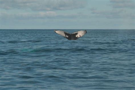 Des Baleines à Bosse Et Des Orques Se Donnent En Spectacle à Plus De 46
