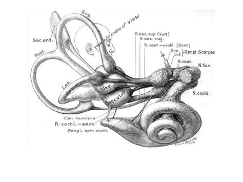 Semicircular Canal Anatomy Diagram Quizlet