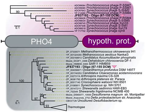 Architecture Of A Cloned Pacific Ocean Metagenome Sequence And Download Scientific Diagram
