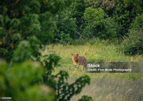 보츠와나의 초원 국립 공원에서 사냥에 젊은 아프리카 사자 0명에 대한 스톡 사진 및 기타 이미지 0명 국립공원 나무 Istock