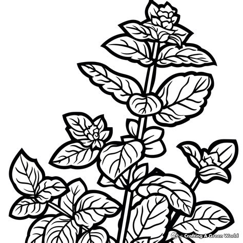 Herbs Coloring Pages Free And Printable