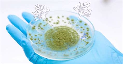 Pan Asia Food Ingredients Private Limited Pune On Linkedin Mycotoxin Detection And Analysis