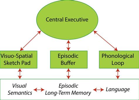 Cognitive Load Working Memory And Pupil Size Fast Accurate Reliable Eye Tracking