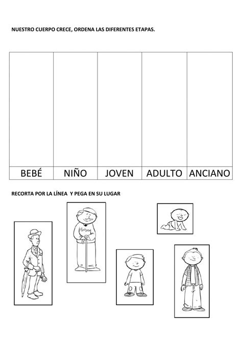 Etapas Del Crecimiento Interactive Worksheet Artofit