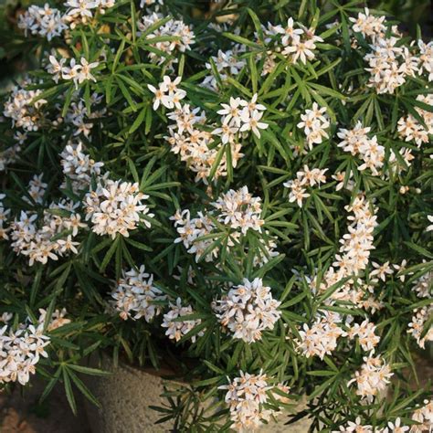 Choisya Ternata White Dazzler Fragrant Mexican Orange Blossom