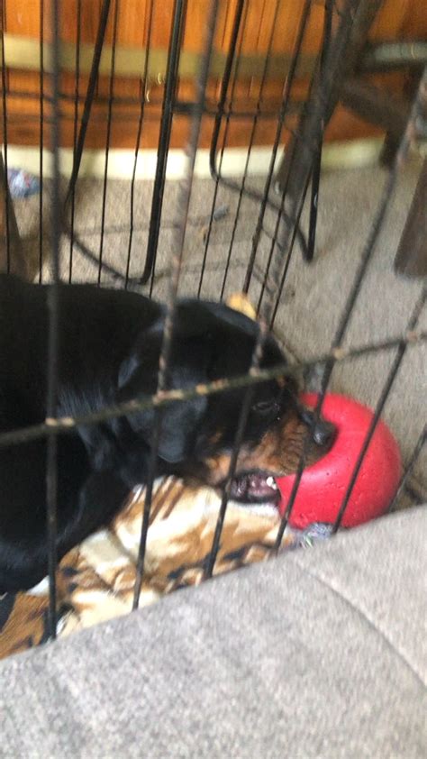 She Loves That Ball R Rottweiler