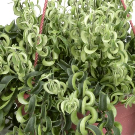 What Is Exotic Angel Plant At Javier Linda Blog