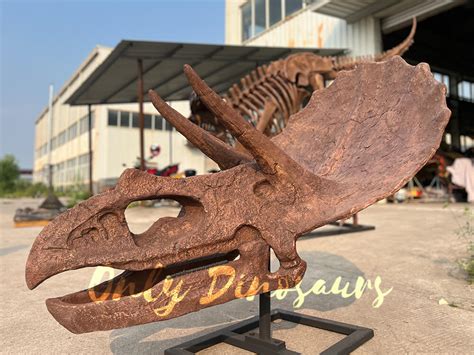 Realistic Triceratops Skull Replica Only Dinosaurs