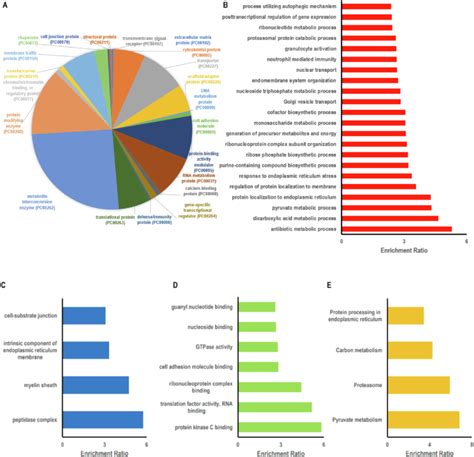 Bioinformatic Characterization Of Hsaec Proteins Modified By 2 Clhdya
