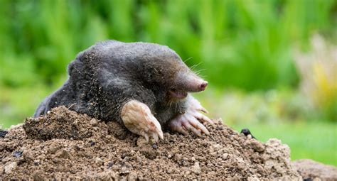 What Is Animal Mole