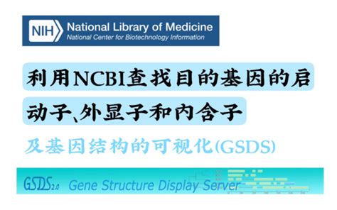 利用ncbi查找目的基因的启动子、外显子和内含子，及基因结构的可视化（gsds） 这个马哥有点骚 生物信息学 哔哩哔哩视频