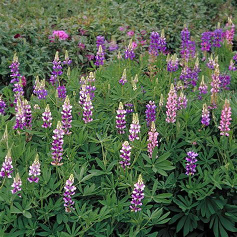 Dwarf Pixie Delight Lupine Lupinus Hartwegii Annies Heirloom Seeds