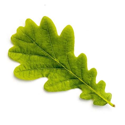 Oak Leaf Shape 21 Oak Tree Varieties For Your Landscape