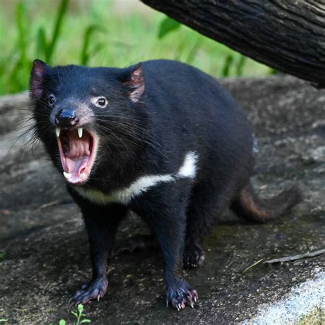 Real Life Devil Images Real Life Money And Healthcare Woes Are Whats