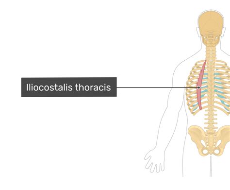 Iliocostalis Thoracis Muscle Origin Insertion And Action GetBodySmart