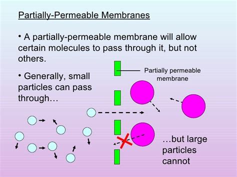 Semi Permeable Membrane Osmosis Example At Charlotte Ruth Blog