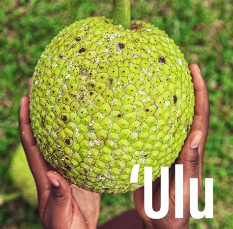 ‘ulu Breadfruit Breadfruit Exotic Fruit Pink Lemonade Blueberry
