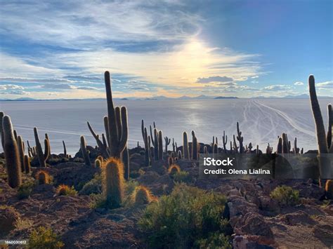 Bolivia Salar De Uyuni Salt Flat Desert Cacti Island Isla Incahuasi